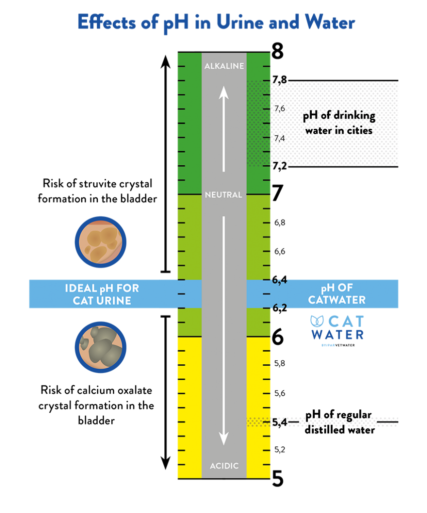 Cat Water – Water for Cat